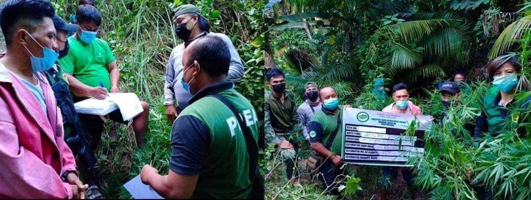 P10.5m marijuana sinira sa Cebu at Toledo City | Police Files! Tonite