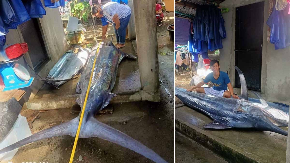 Giant Blue Marlin, nahuli sa Cagayan | Police Files! Tonite