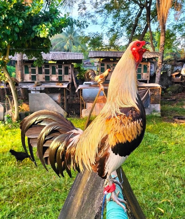 3 manok ninakaw, buking nang tumilaok sa bag | Police Files! Tonite