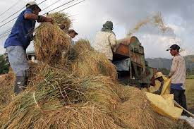 P12.3M pinsala sa agrikultura iniwan ng bagyong Amang – DA | Police Files! Tonite