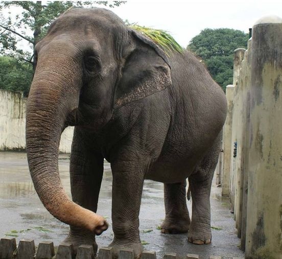 Elepanteng si ‘Mali’ sa Manila Zoo namatay na | Police Files! Tonite