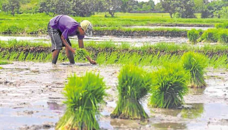 P31-B pondo ng gobyerno para sa National Rice Program - PBBM | Police ...