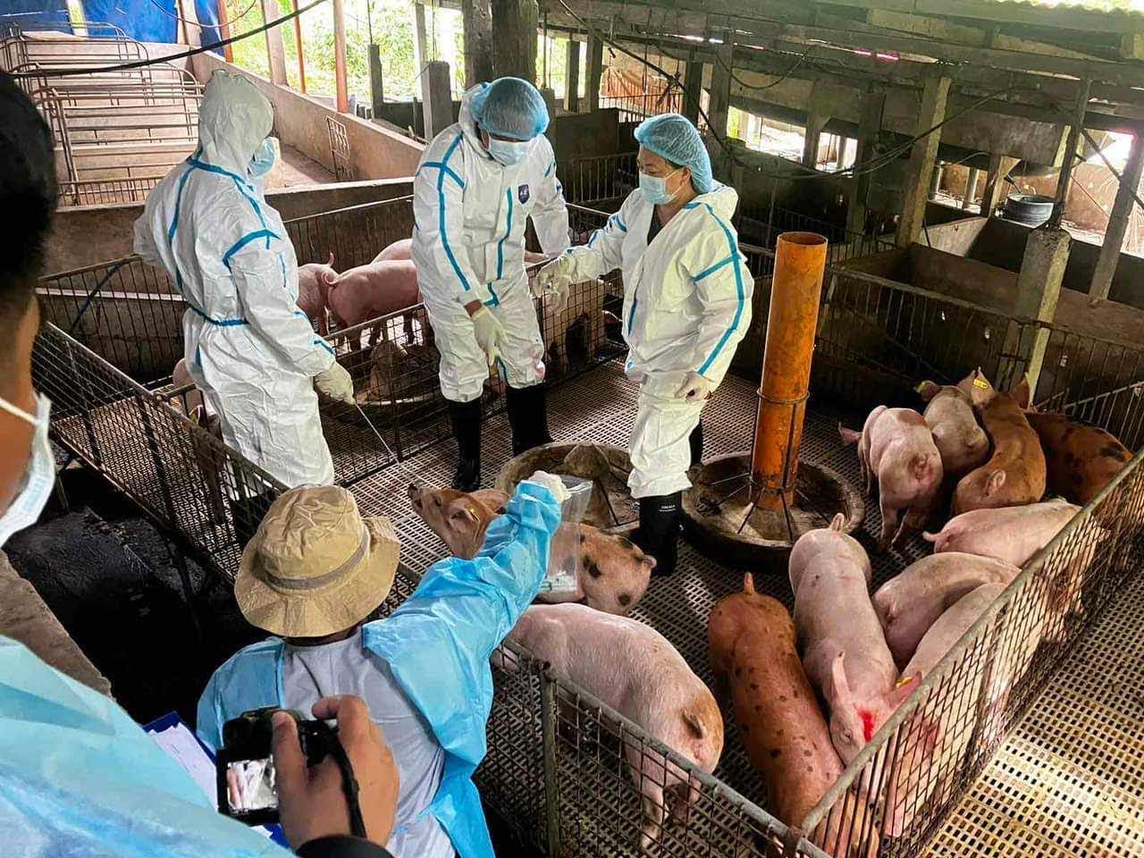 Vax ng baboy kontra ASF umarangkada sa Lobo, Batangas | Police Files ...