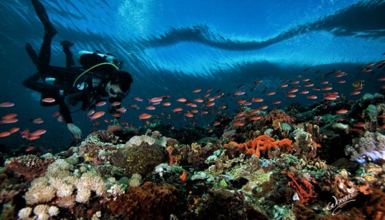 VERDE ISLAND FISH SANCTUARY DIVING FEES RESORT OPERATOR, COASTGUARD AT ...